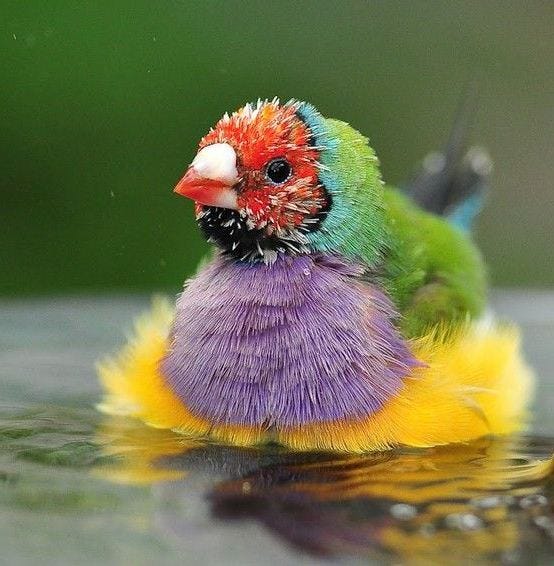 RainBow Bird – Medium