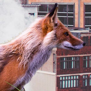 The Red Fox Rides Again – Medium