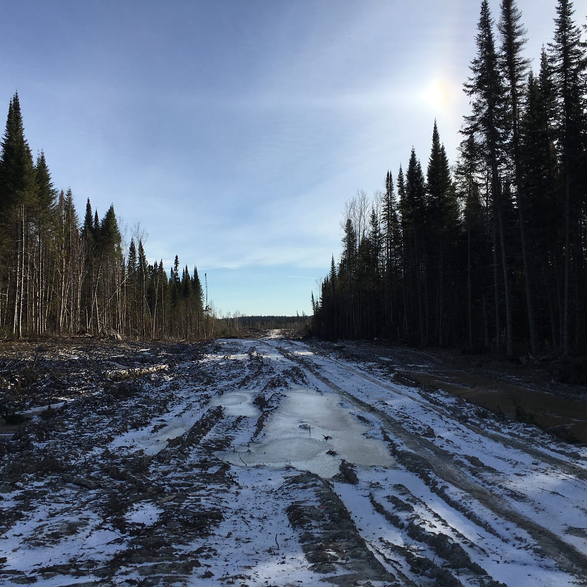 Why new logging roads in Quebec must be stopped – Medium