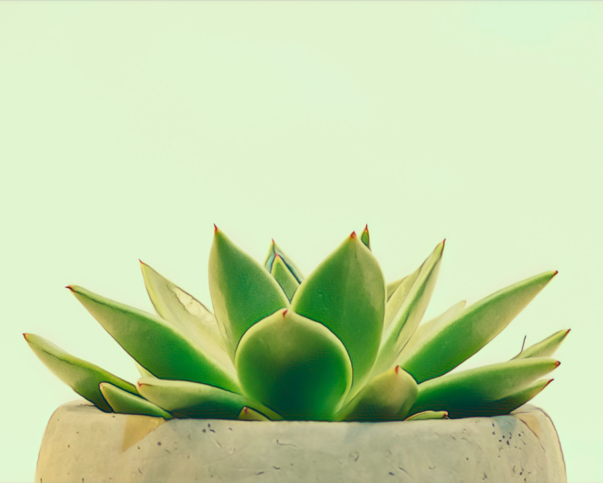 Succy Luck - Medium