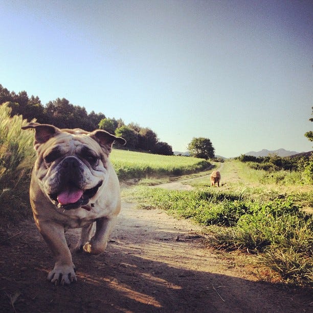 English Bulldog - Medium