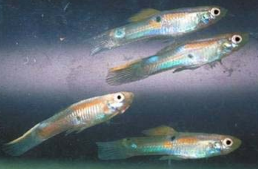 The most beautiful little fresh water fish in the Gut in Colombier - Medium