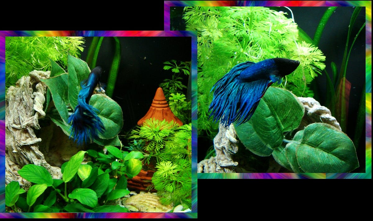 Starostlivosť o akvárium bojovnice pestrej alebo betta splendens
