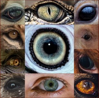 Sentientism - Medium