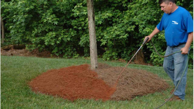 Highly Promising Pine Straw Ground Cover Companies for Your Landscape