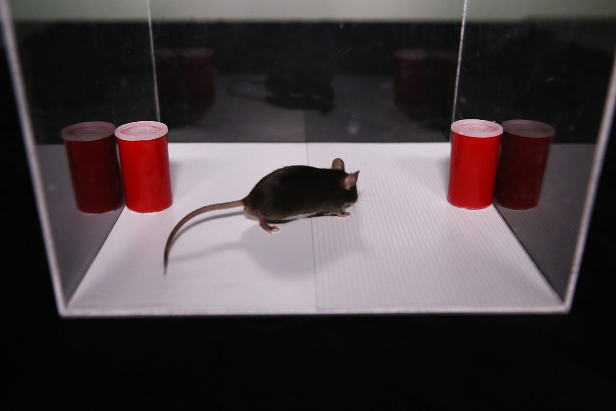 Of mice and NREM – Neurographic – Medium