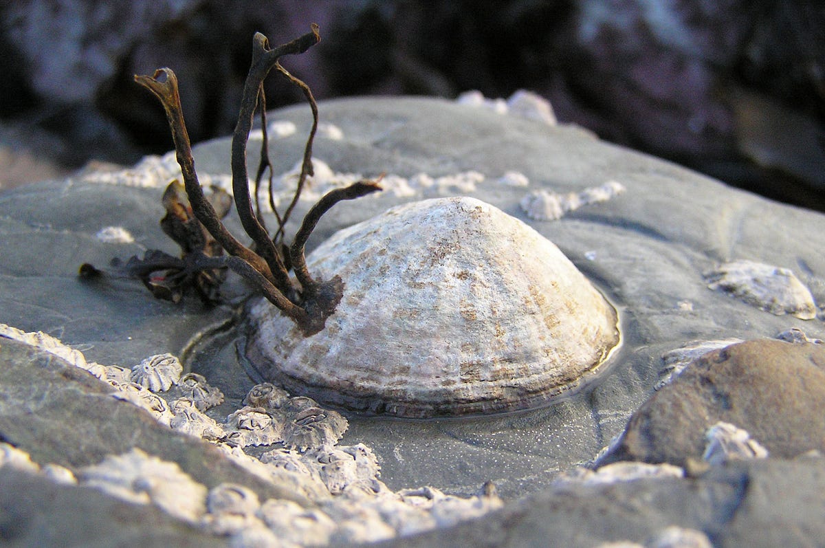 The Power of Limpets – Do Contribute – Medium
