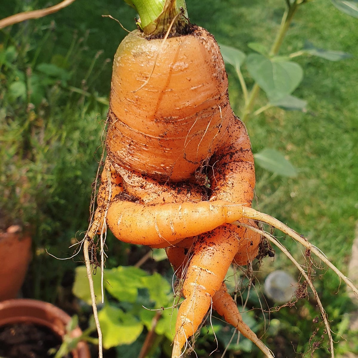 Five Senses Food Garden - Medium
