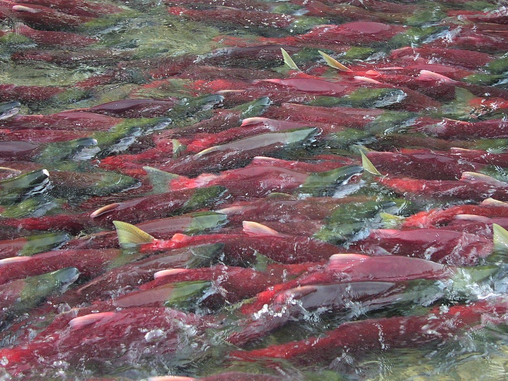 Agreement to boost salmon returning to Pacific Northwest waters