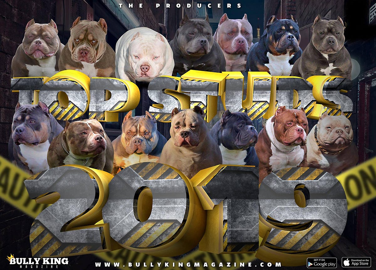 Top American Bully Studs – BULLY KING Magazine – Medium