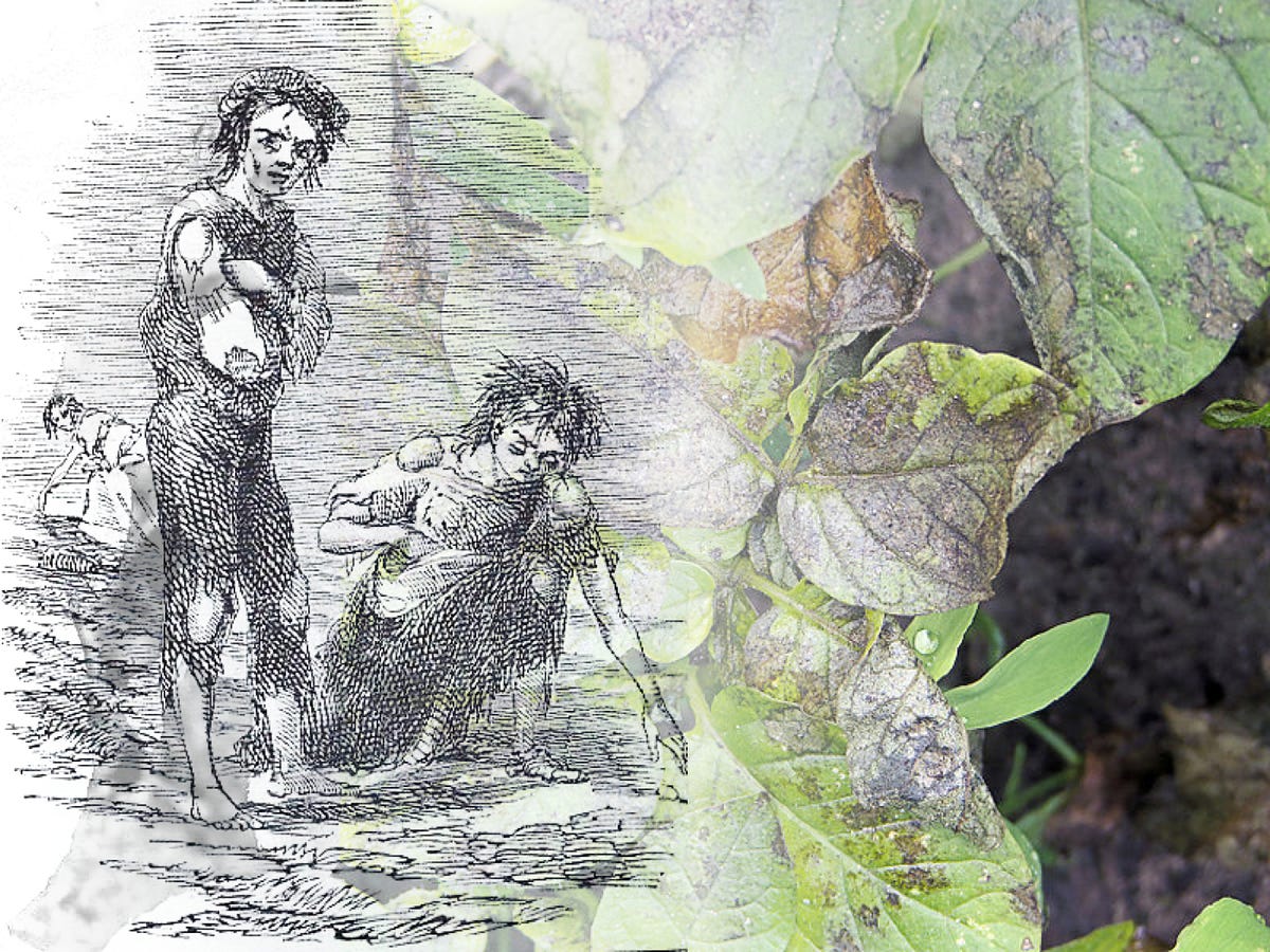 The plant destroyer behind the Great Famine – Roots and Shoots – Medium