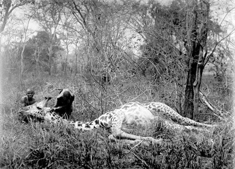 Fred The Dead Giraffe (A Rant) – Essays and non-fiction – Medium