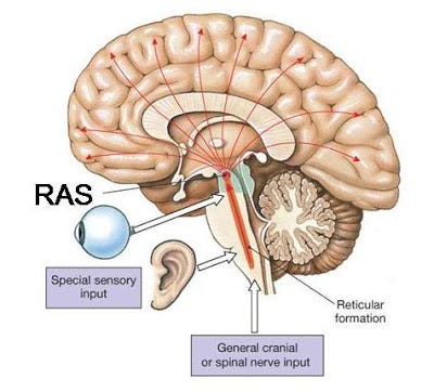 The Reticular Activating System’s (RAS) huge influence on Self-perception