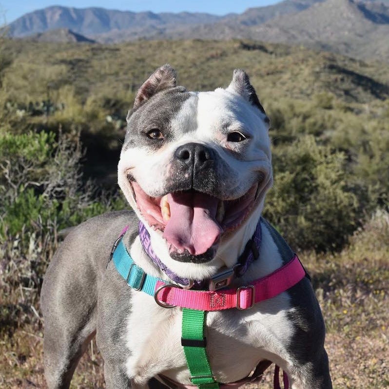 Progressive & Inclusive Animal Welfare - Medium