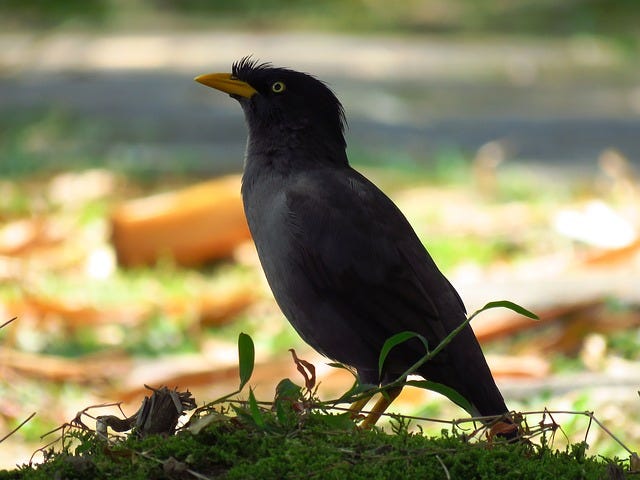 birds names in latin - Medium
