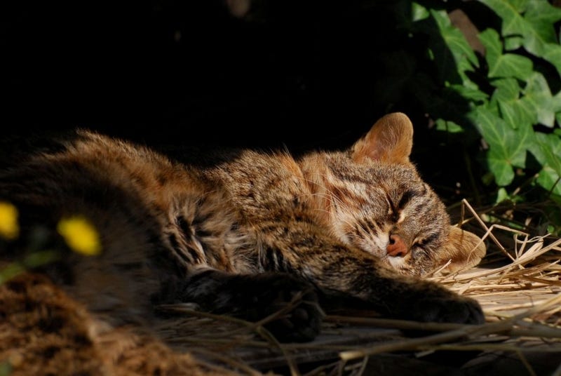 Let’s go see the Tsushima Leopard Cat! – International House – Medium