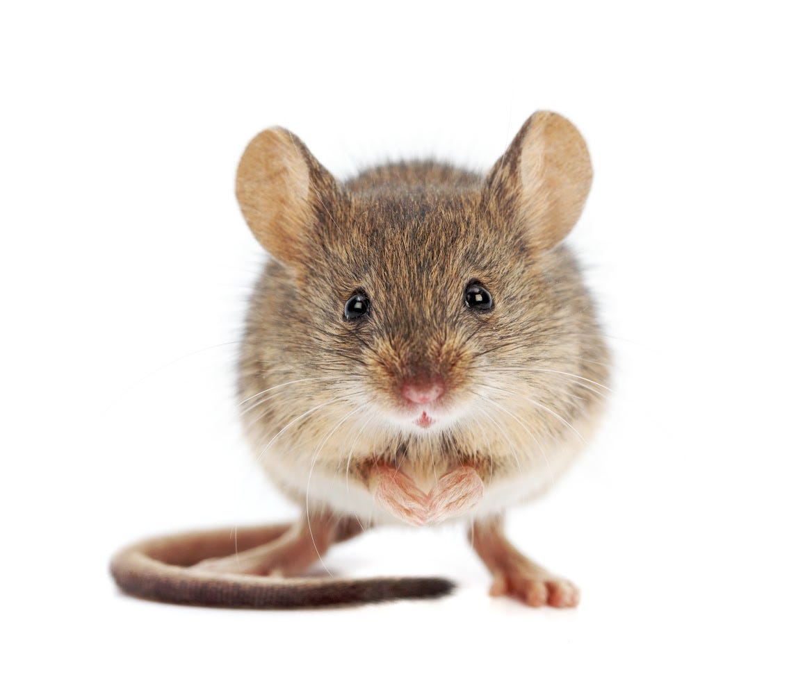 Mice - Medium