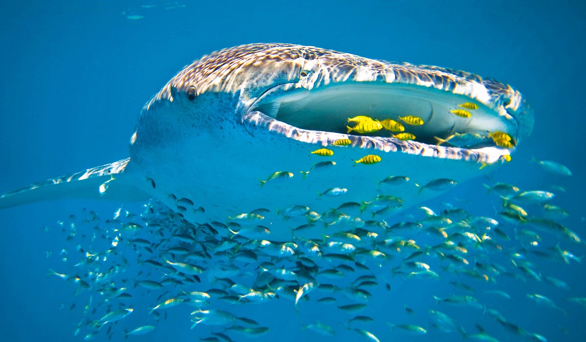 Whale Sharks Discovered on Qatar’s Coast – Whale Sharks in Qatar – Medium