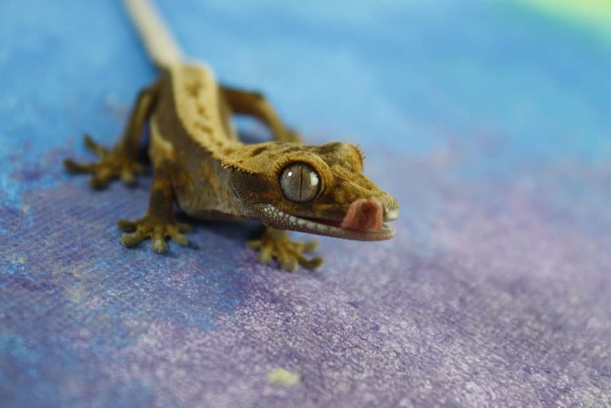 The Complete Crested Gecko Care Guide – Hunter Byrd – Medium