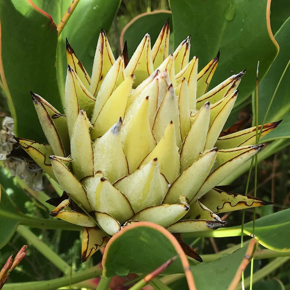 Fynbos and Fire - Medium