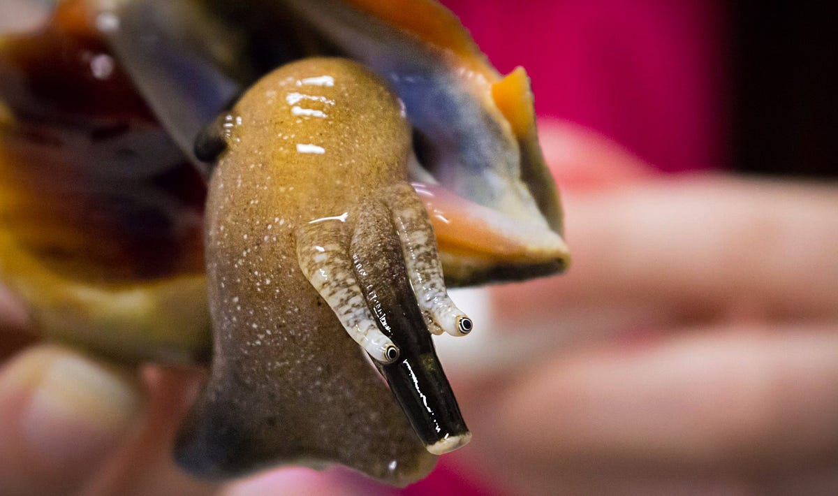 Gastropod Gossip – Environmental Education – Medium