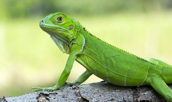 Team Lizard - Medium