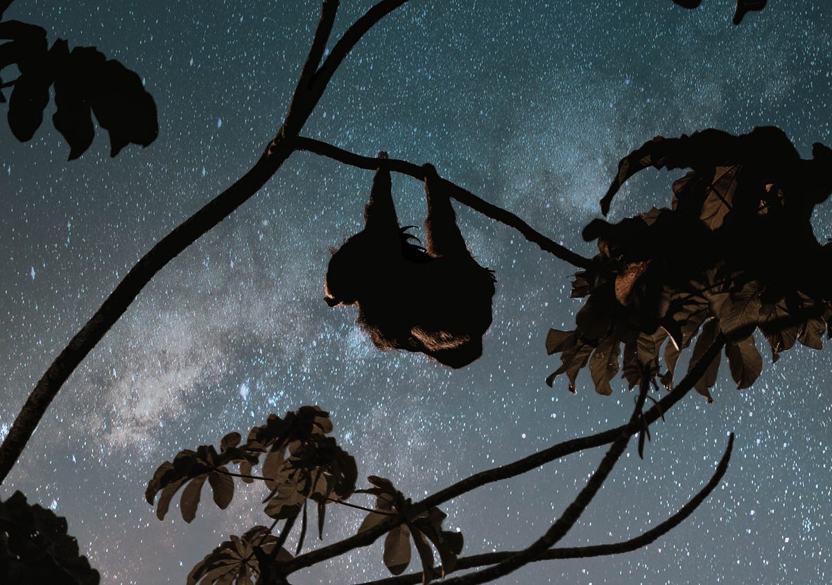 Sloth Campus – Medium