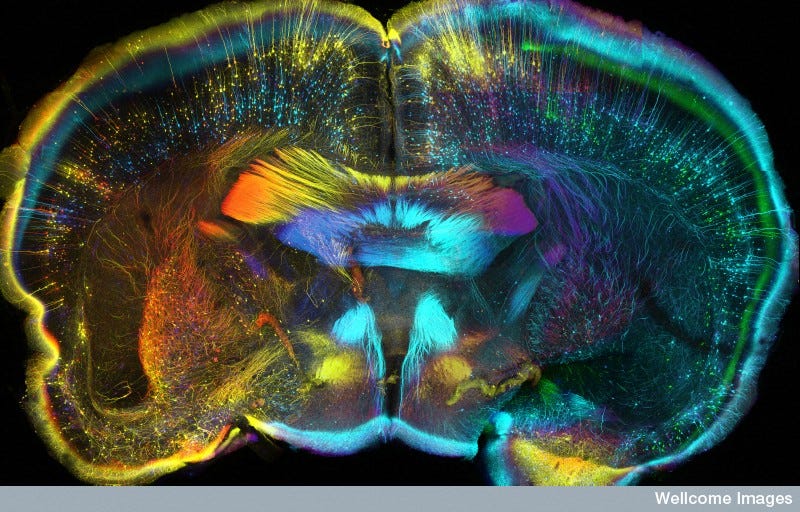 Of mice and NREM – Neurographic – Medium