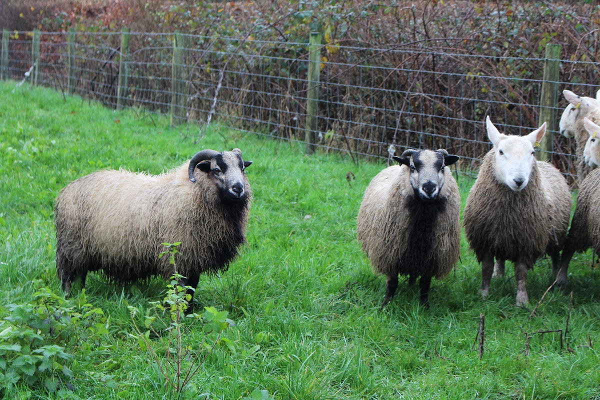 The Great British Sheep Conundrum – Foodchain – Medium