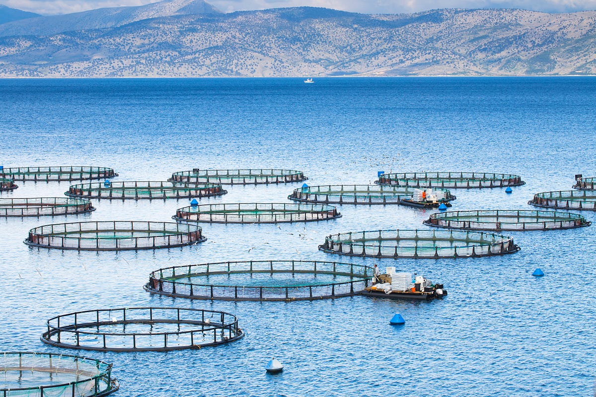 Newday Spotlight: Marine Harvest – Newday Impact Investing – Medium