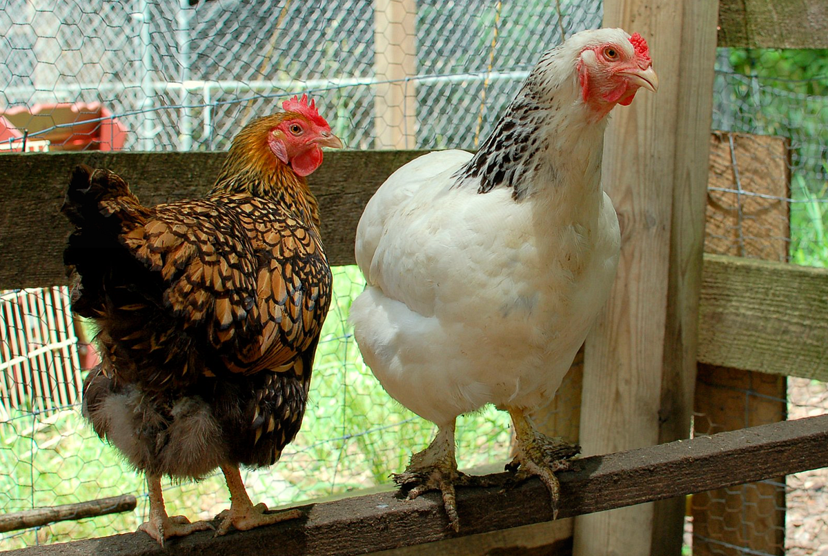The Color of Chicken. – Embrace Race – Medium