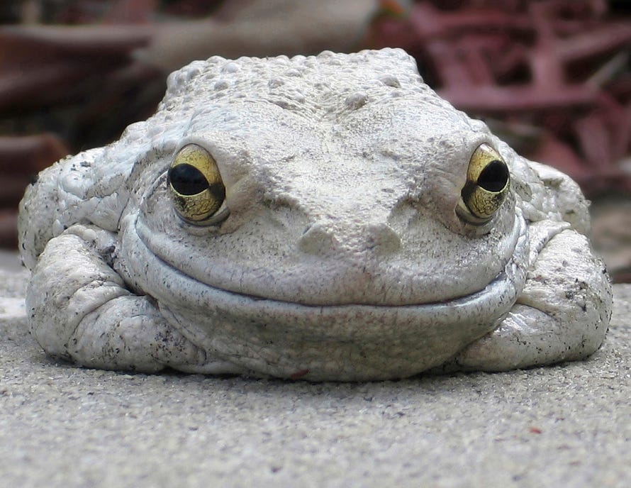 Grey Frogs - Medium