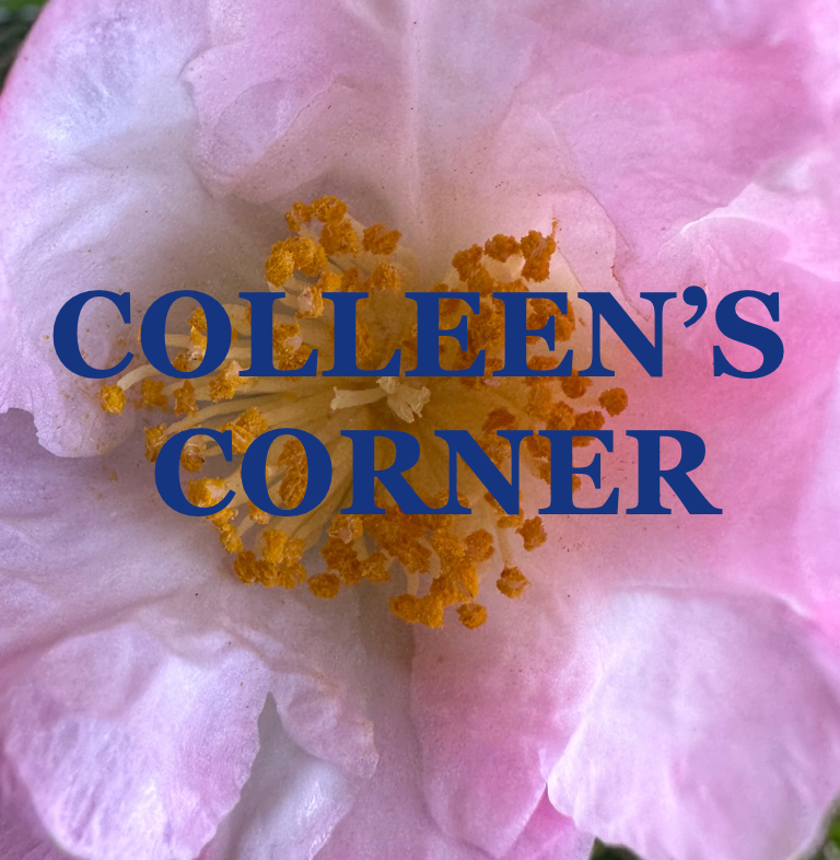 Colleen’s Corner - Medium