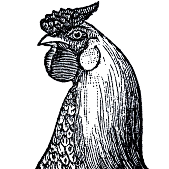 Chicken Codes - Medium