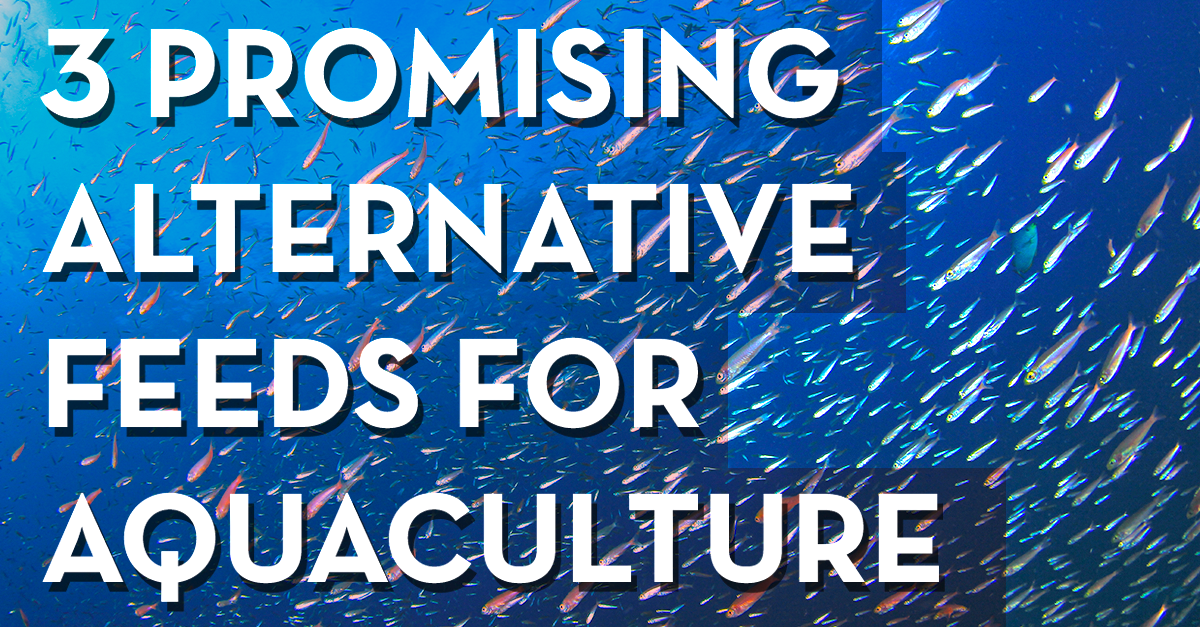 3 Promising Alternative Feeds for Aquaculture – Sustainable Seafood ...