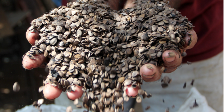 Morro Seeds and Seed Oil – Scott Meadows-Chowdhry – Medium