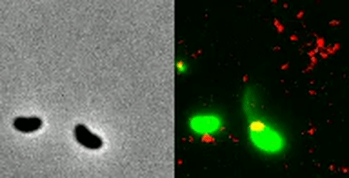 My favorite biology gifs – Aaron J Dy – Medium
