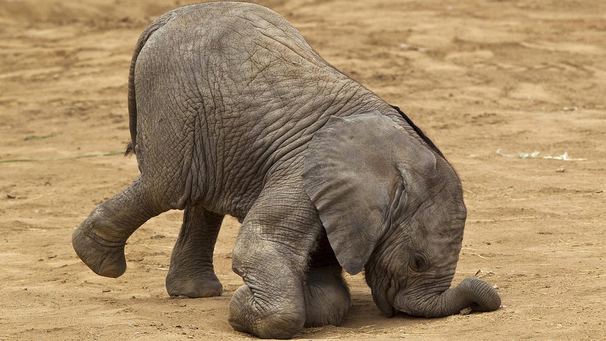 Poaching of Elephants - Medium