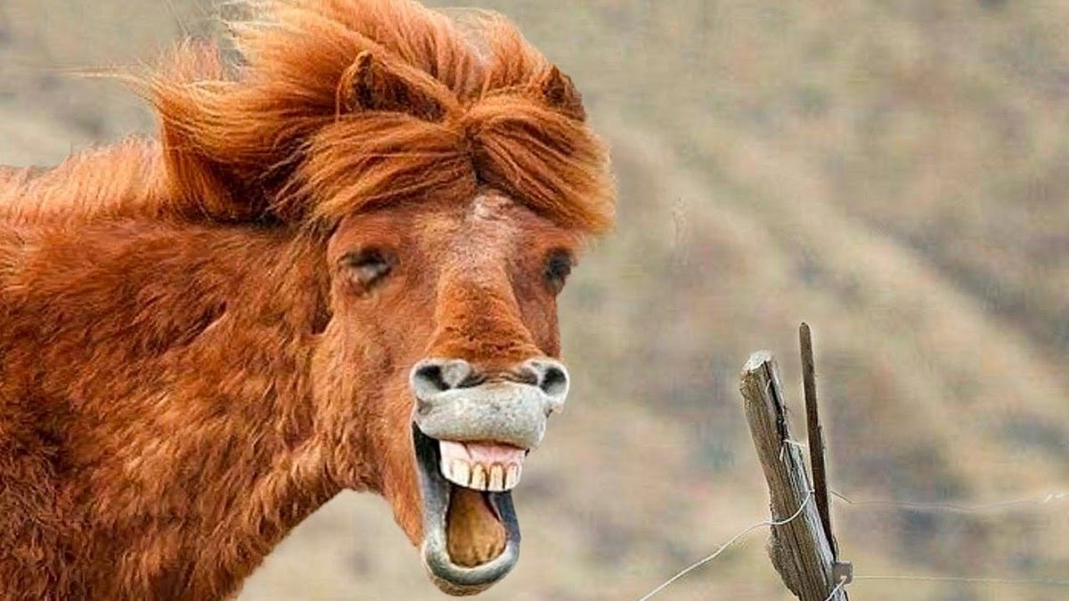 Fun Things About Animals Medium Fun Things About Animals Medium