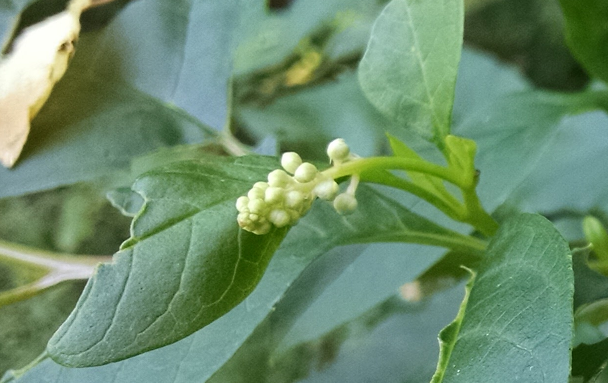 Pretty Poisonous Potherb Poke – Maryland Wild Plants – Medium