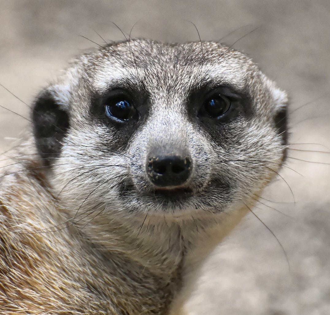 Self-Doubt Stare Down - Medium