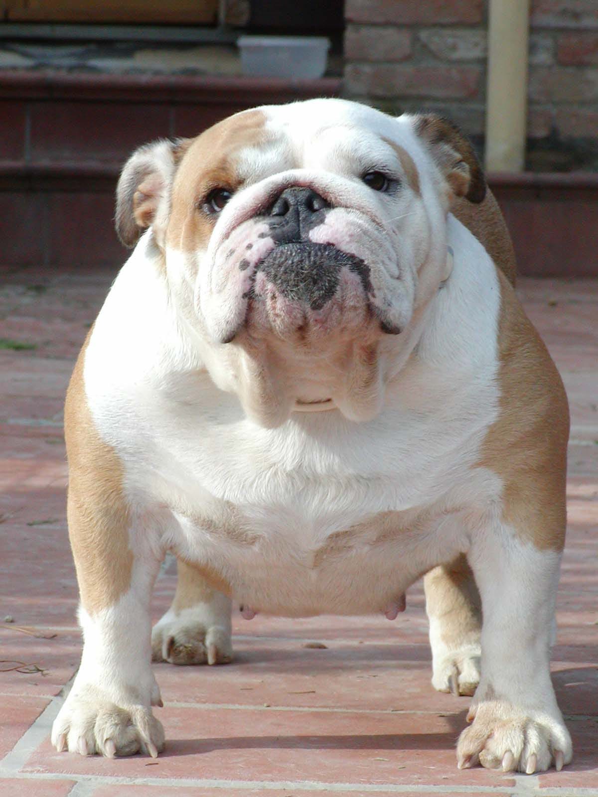 San Diego Bulldog – Medium