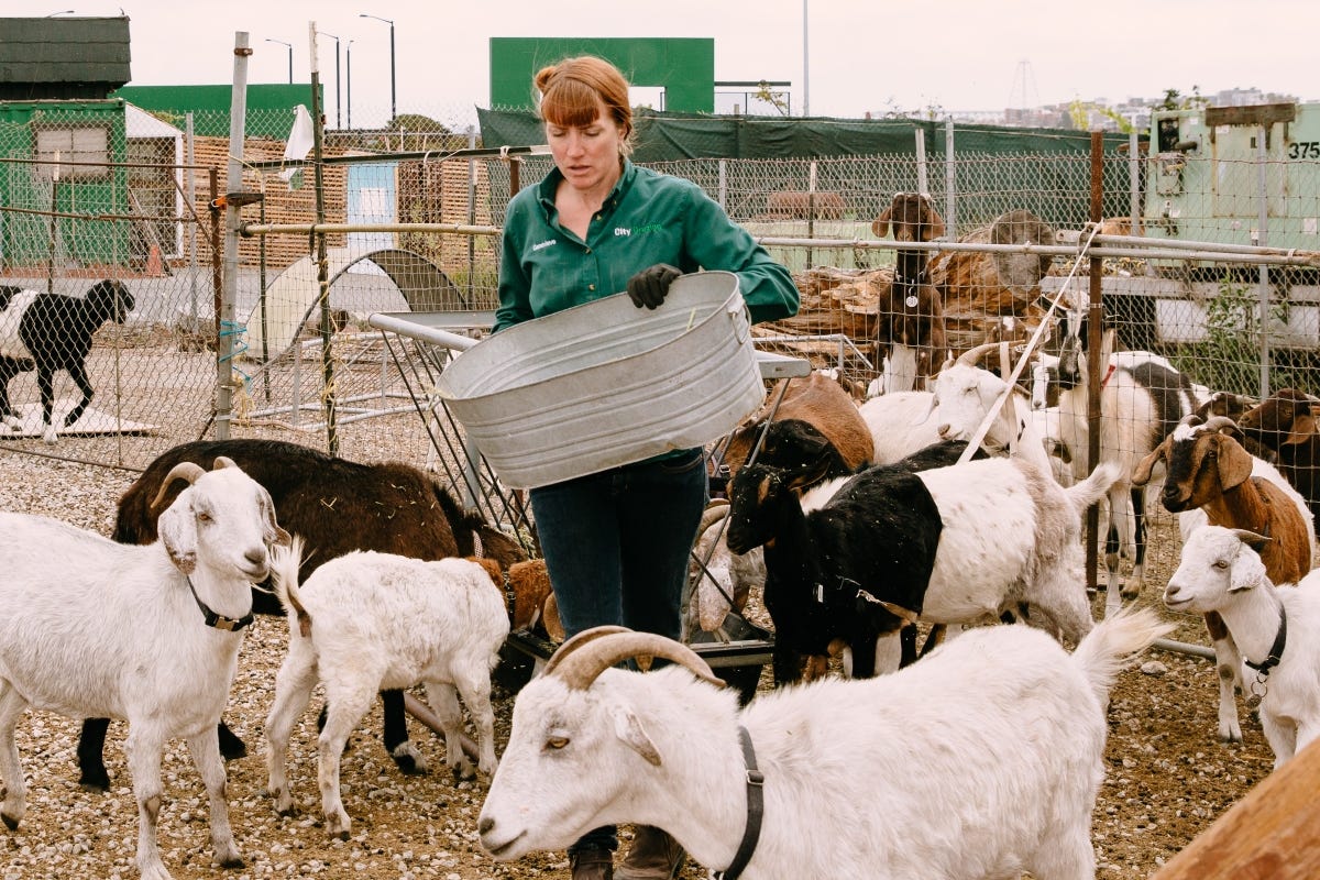 An Inside Look At Urban Goat Herding – The Establishment – Medium