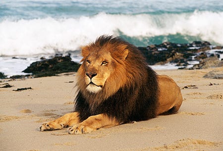 Lions On The Beach | Discovering Your Peaceful Power - Medium