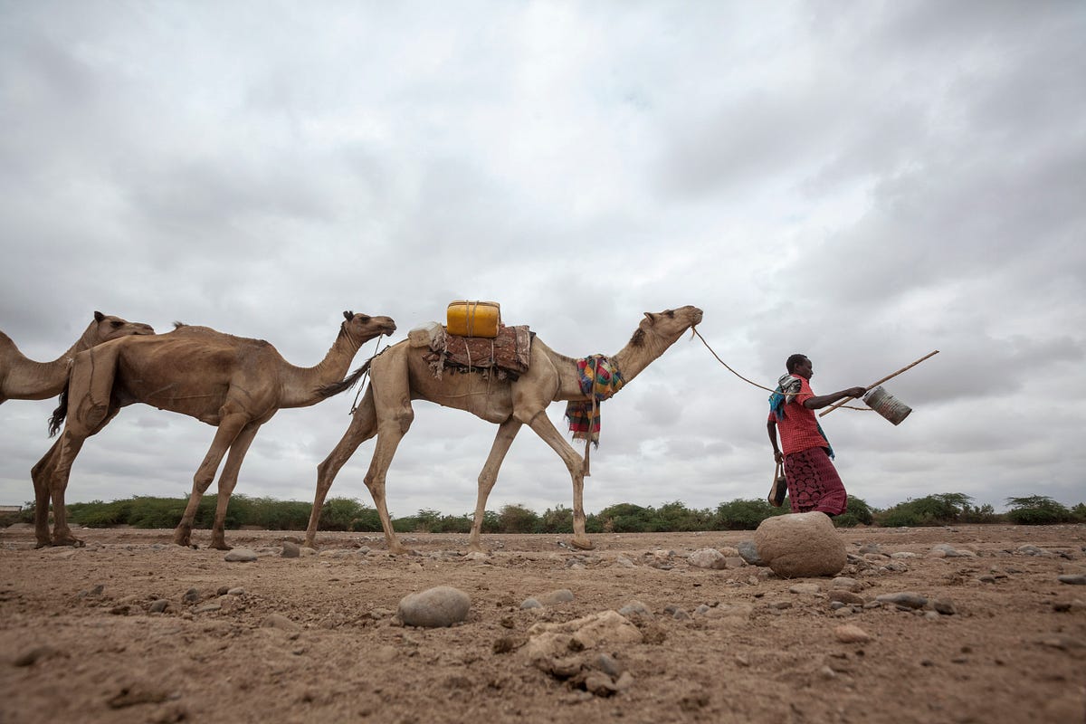 Pastoralism in the Age of Climate Change – Age of Awareness – Medium