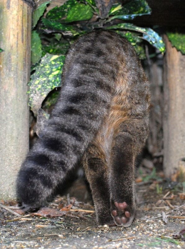 Let’s go see the Tsushima Leopard Cat! – International House – Medium