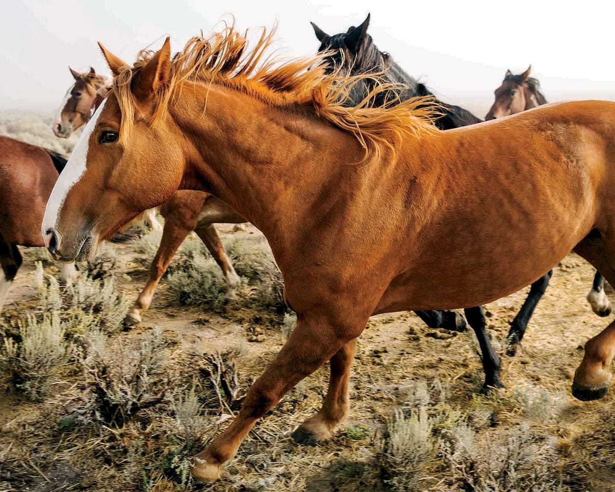 Wild Horses: Inside the fight over America’s mustangs