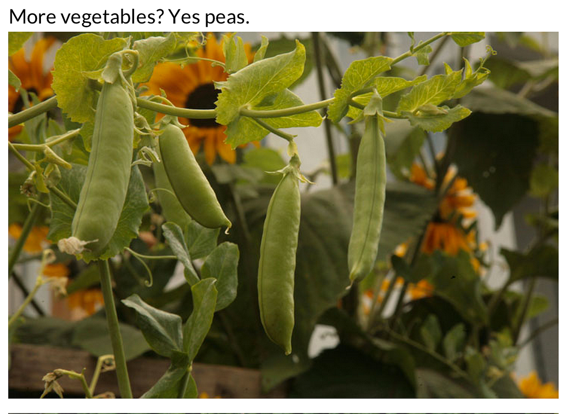 yes peas. – Medium
