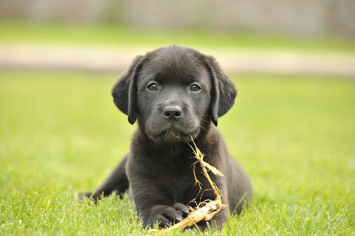 Happy Hound - Medium