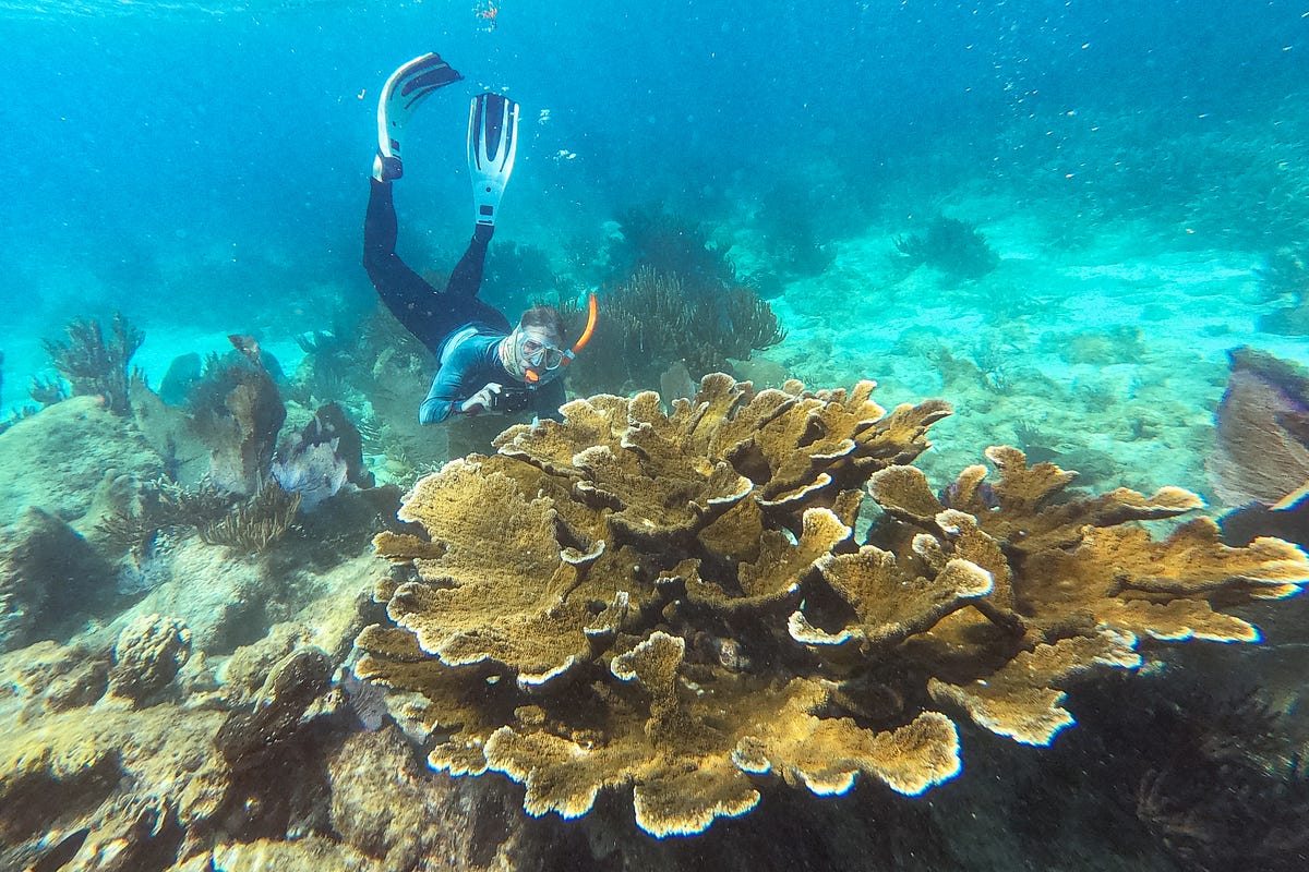 Innovation helps rebuild Belize’s coral reef – UN Development Programme ...